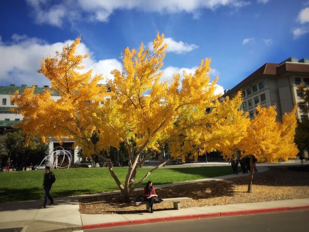 Berkeley International Study Program: Career-enhancing courses