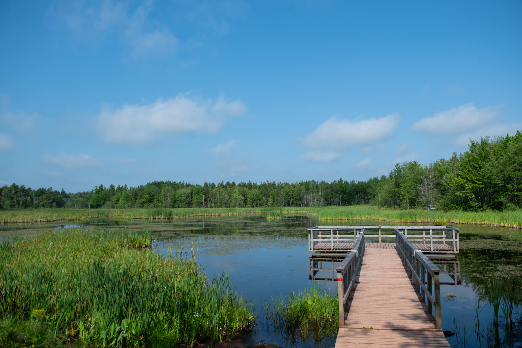 University of New Brunswick: Forestry, environmental management